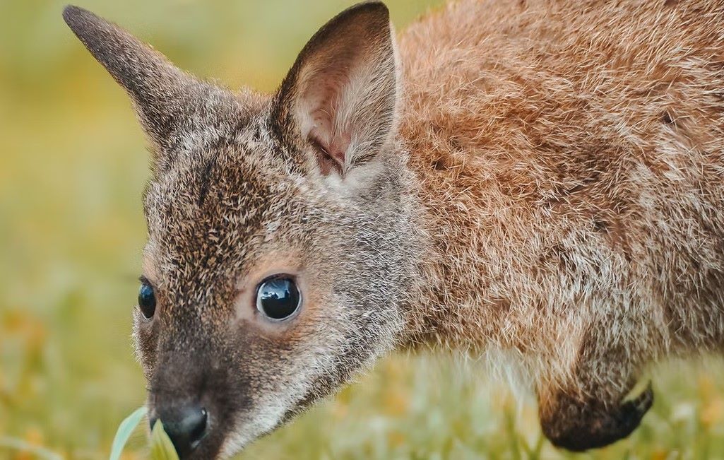 Parkton Animal Oasis | Lumberton Visitor's Bureau